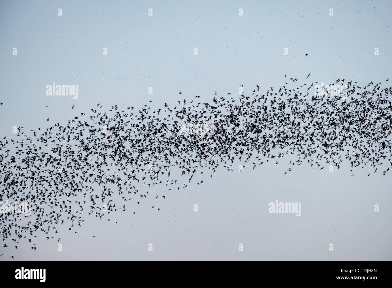 Flock of bat flying on sky at evening Stock Photo - Alamy