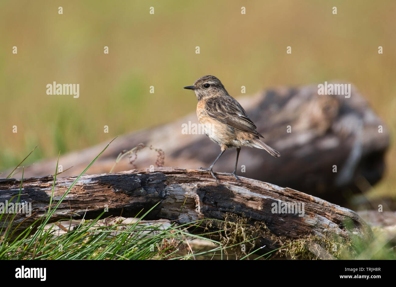 Female stonechat hi-res stock photography and images - Alamy
