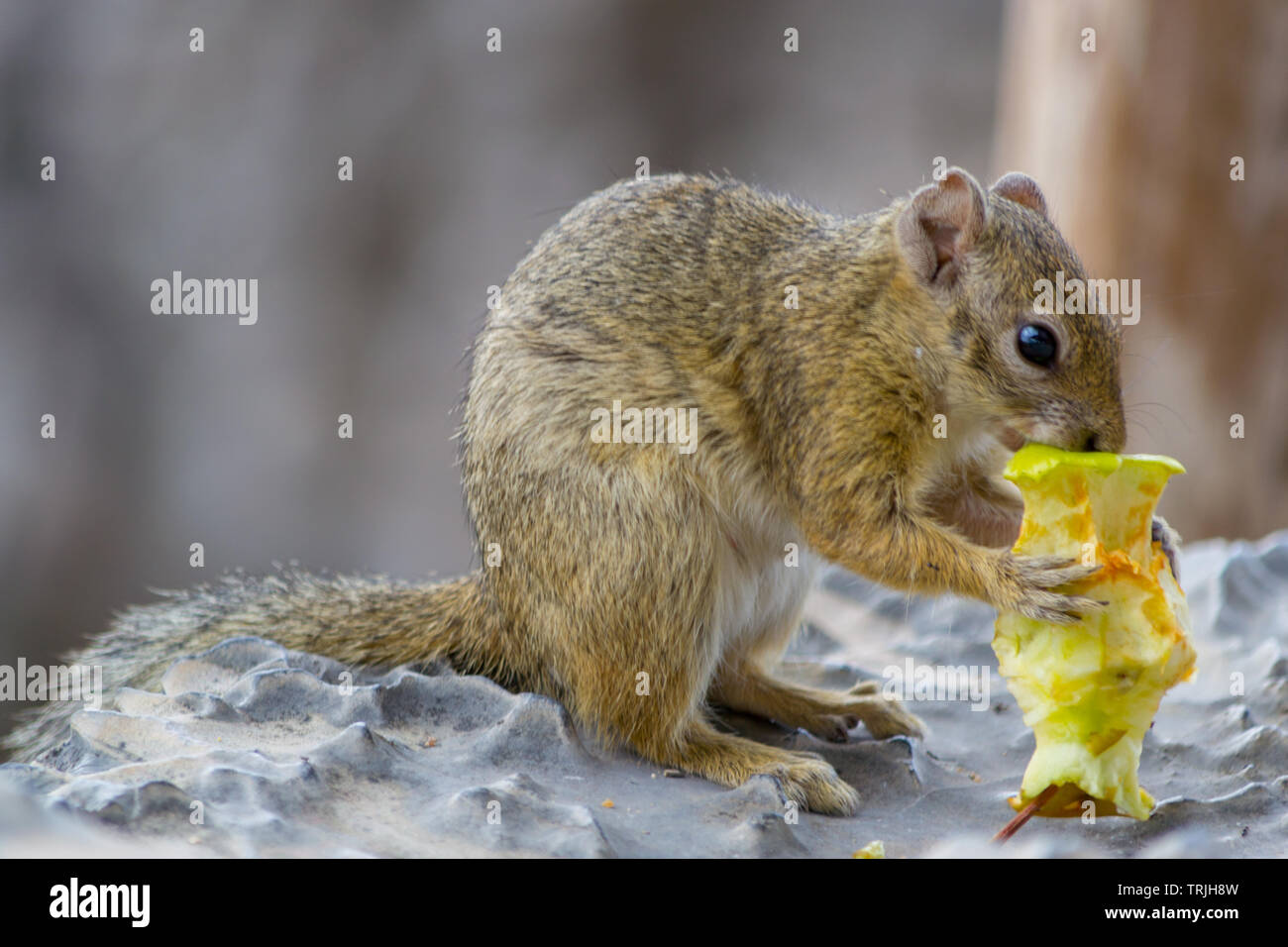 Squirrel eating an apple, full length, and close-up Stock Photo - Alamy