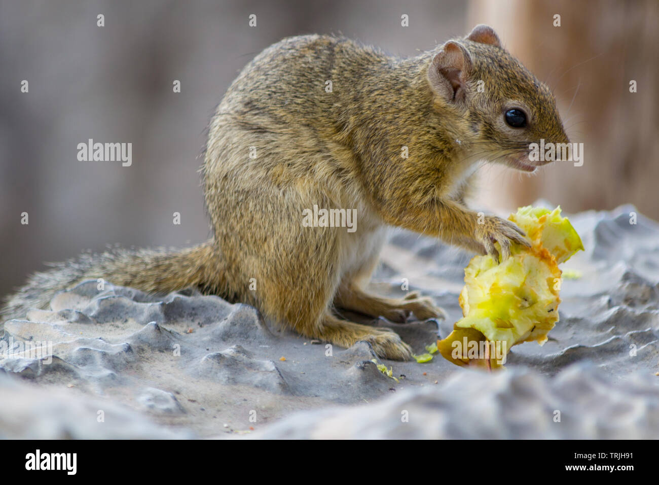 Squirrel eating an apple, full length, and close-up Stock Photo - Alamy