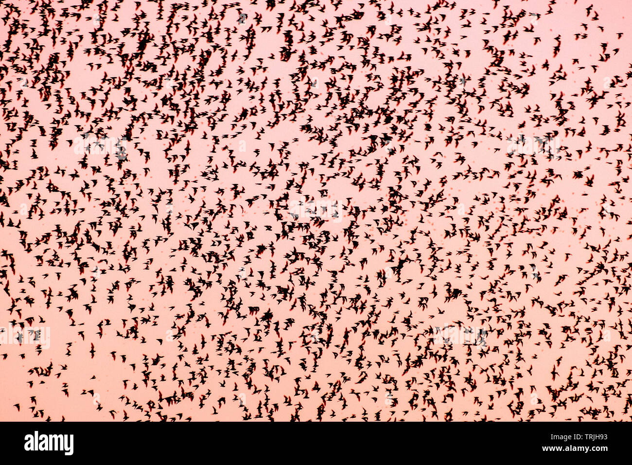 Flock of bat flying on sky at evening Stock Photo - Alamy