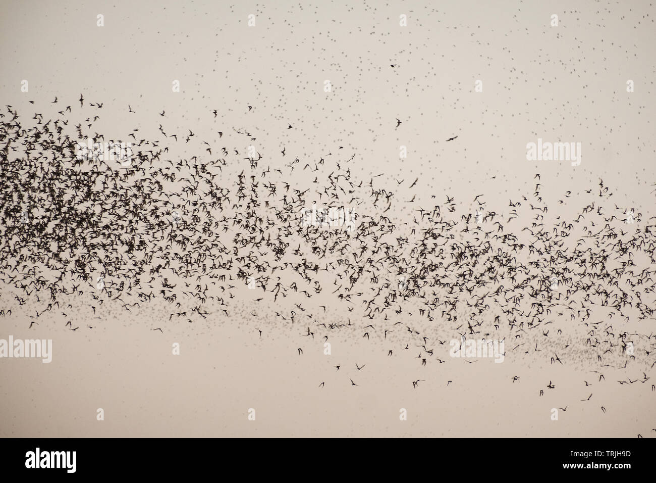 Flock of bat flying on sky to feed at evening Stock Photo - Alamy