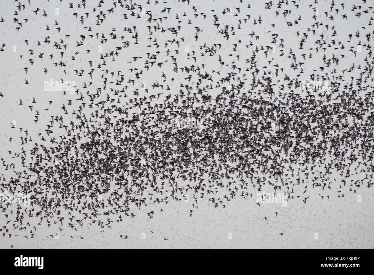 Flock of bat flying on sky to feed at evening Stock Photo - Alamy