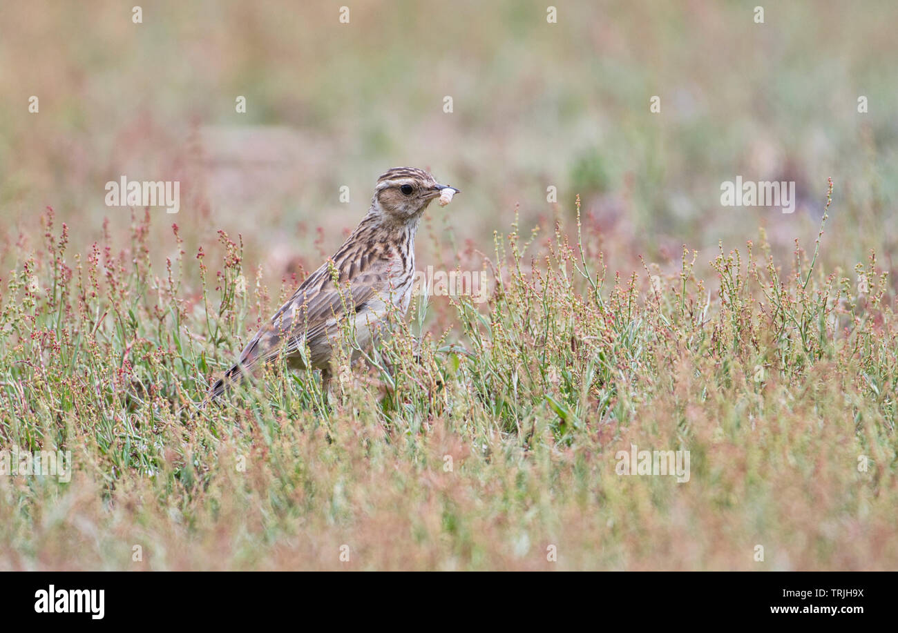 Ground Foraging High Resolution Stock Photography and Images - Alamy