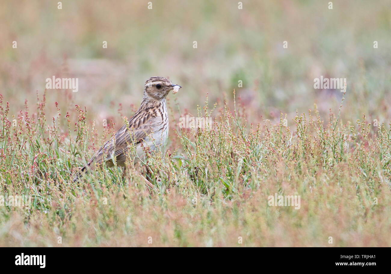 Ground foraging hi-res stock photography and images - Alamy