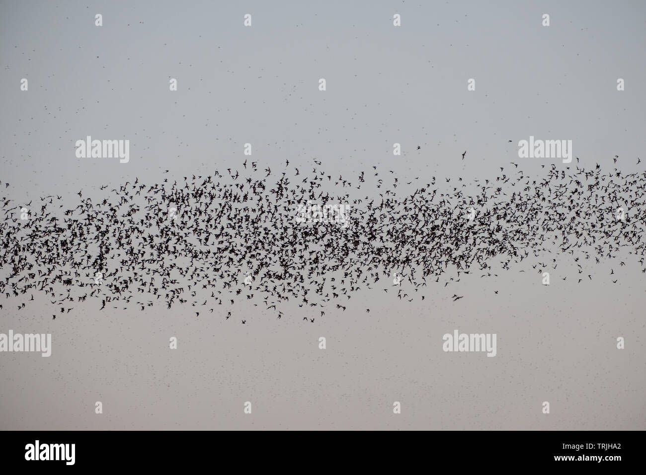 Flock of bat flying on sky to feed at evening Stock Photo - Alamy