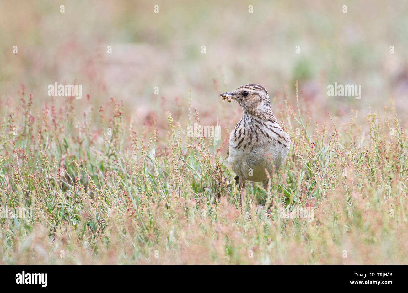 Ground Foraging High Resolution Stock Photography and Images - Alamy