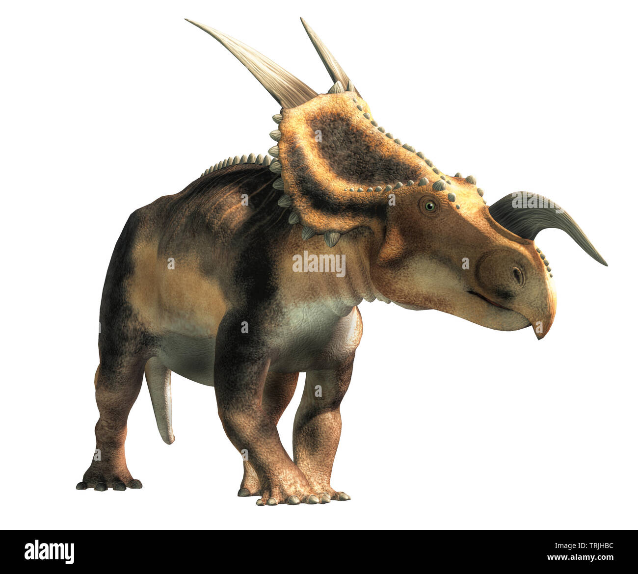 An Einiosaurus on a white background. Einiosaurus was a ceratopsian ...