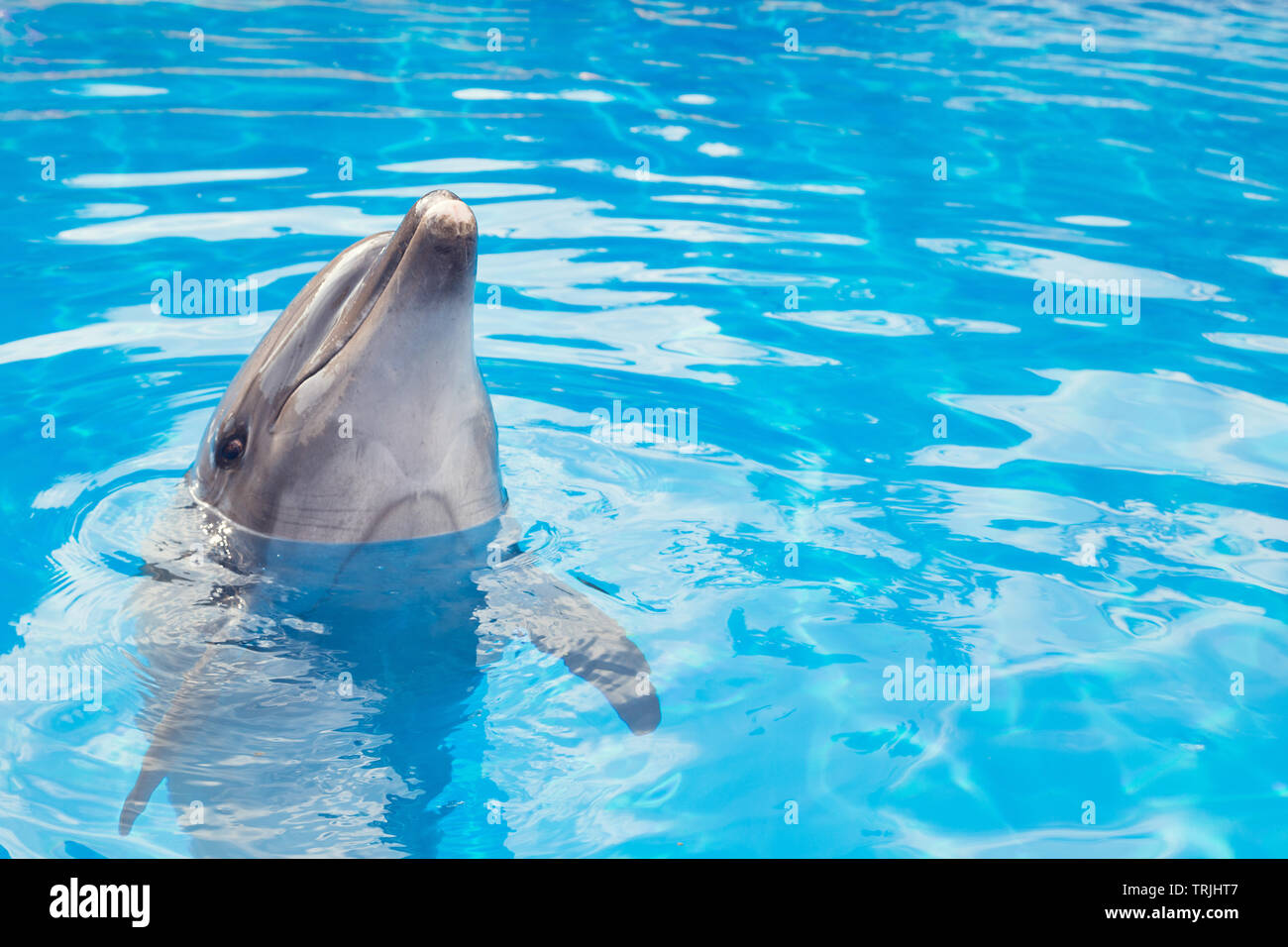 Dolphin tail stand hi-res stock photography and images - Alamy