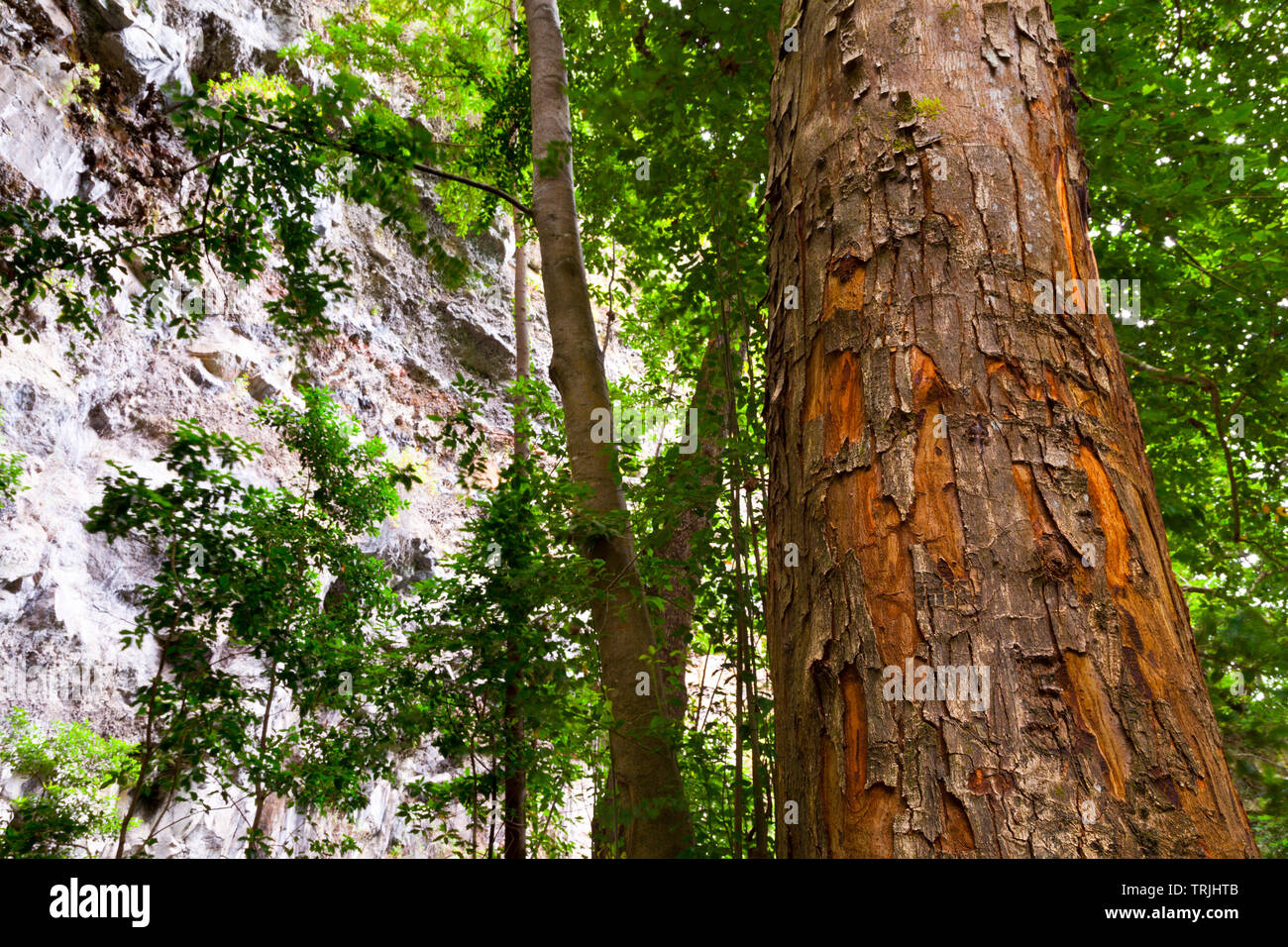 Arbol barbusano. Bosque de laurisilva. Barranco Cubo de La Galga ...