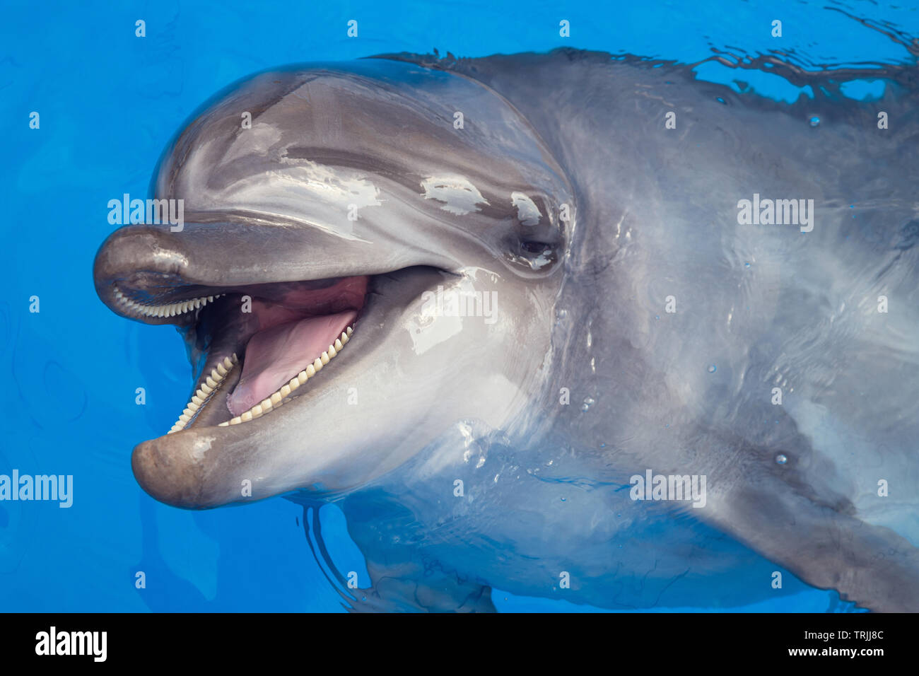 The Smiling and happy dolphin in swimimg pool Stock Photo - Alamy