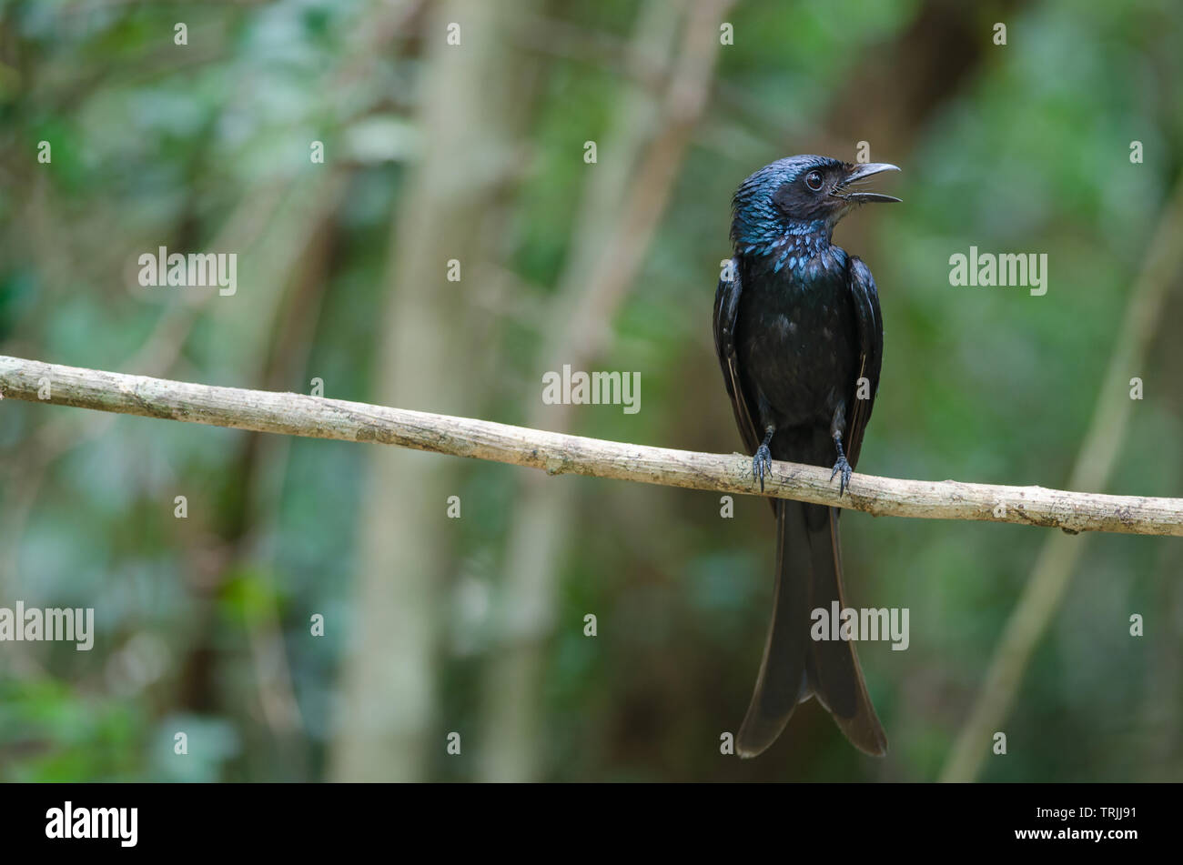 Bronze Drongo bird (Dicrurus aeneus) in nature, Thailand Stock Photo ...