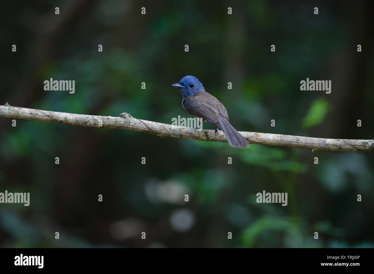 Black-naped monarch (Hypothymis azurea) bird in nature perching on a ...