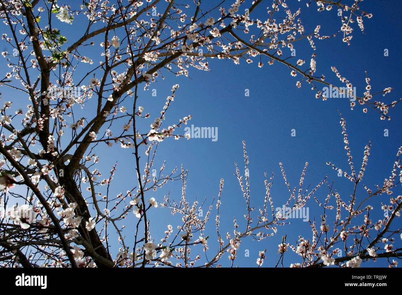 Flowering tree spring Stock Photo - Alamy