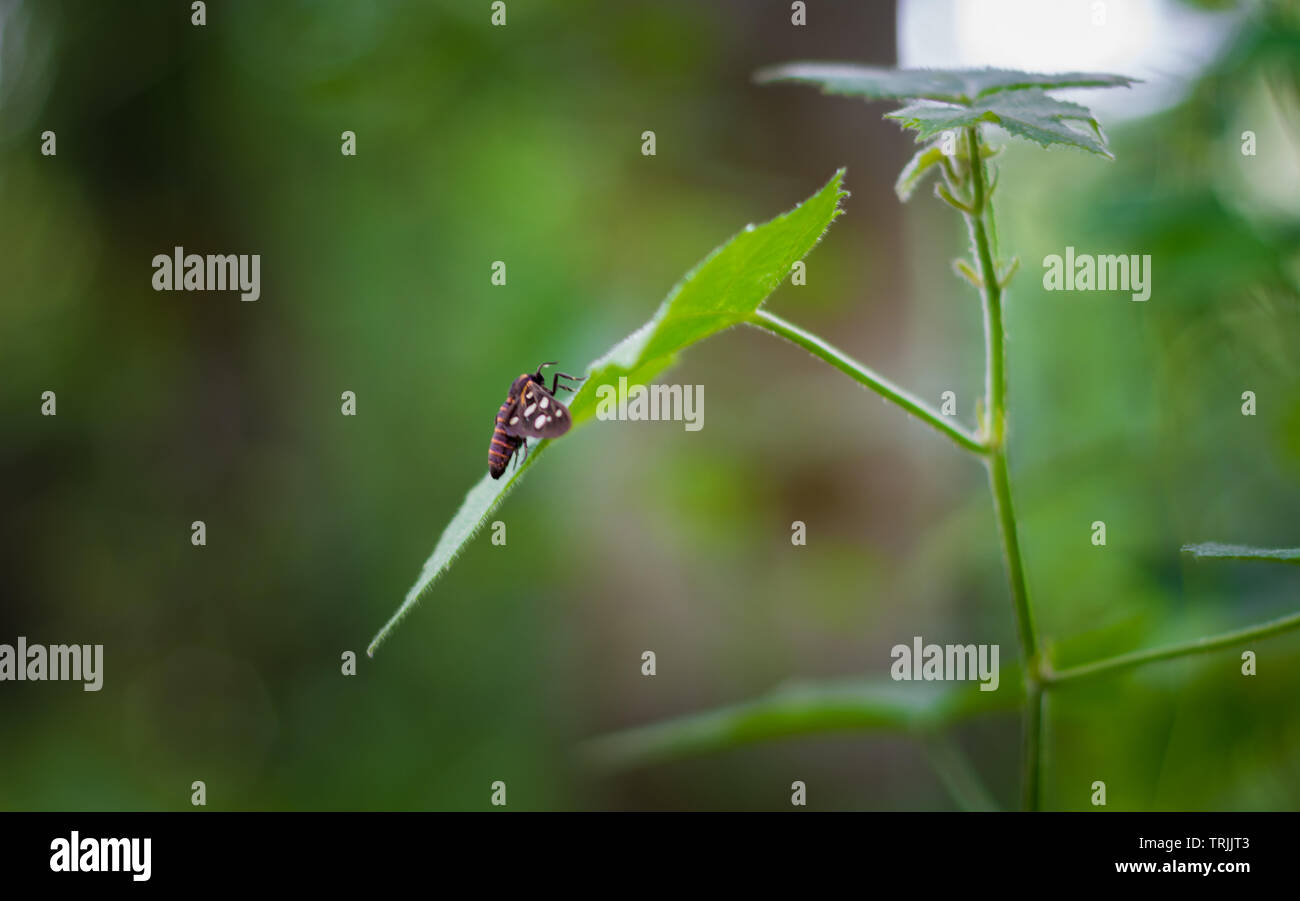 Insect and leaf kerala hi-res stock photography and images - Alamy