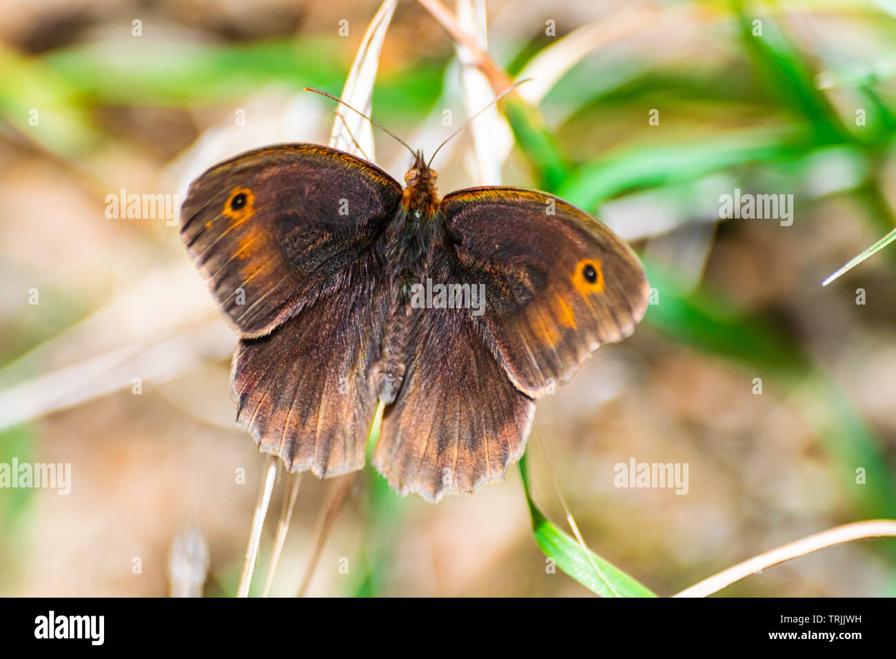 meadow brown butterfly (Maniola jurtina), with open wings, sitting on ...