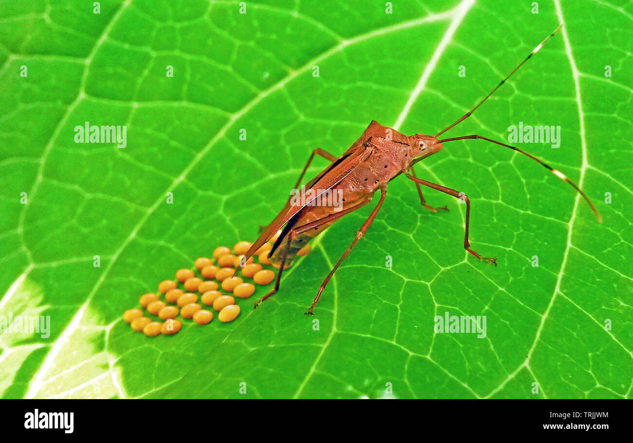 Grasshopper eggs hi-res stock photography and images - Alamy