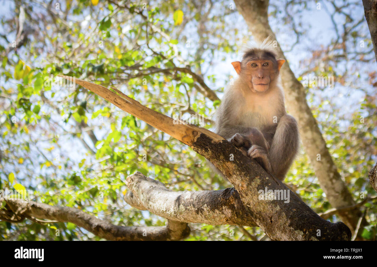 Thekkadi, Idukki, Kerala, India - January 20, 2017: Monkey sitting on a ...