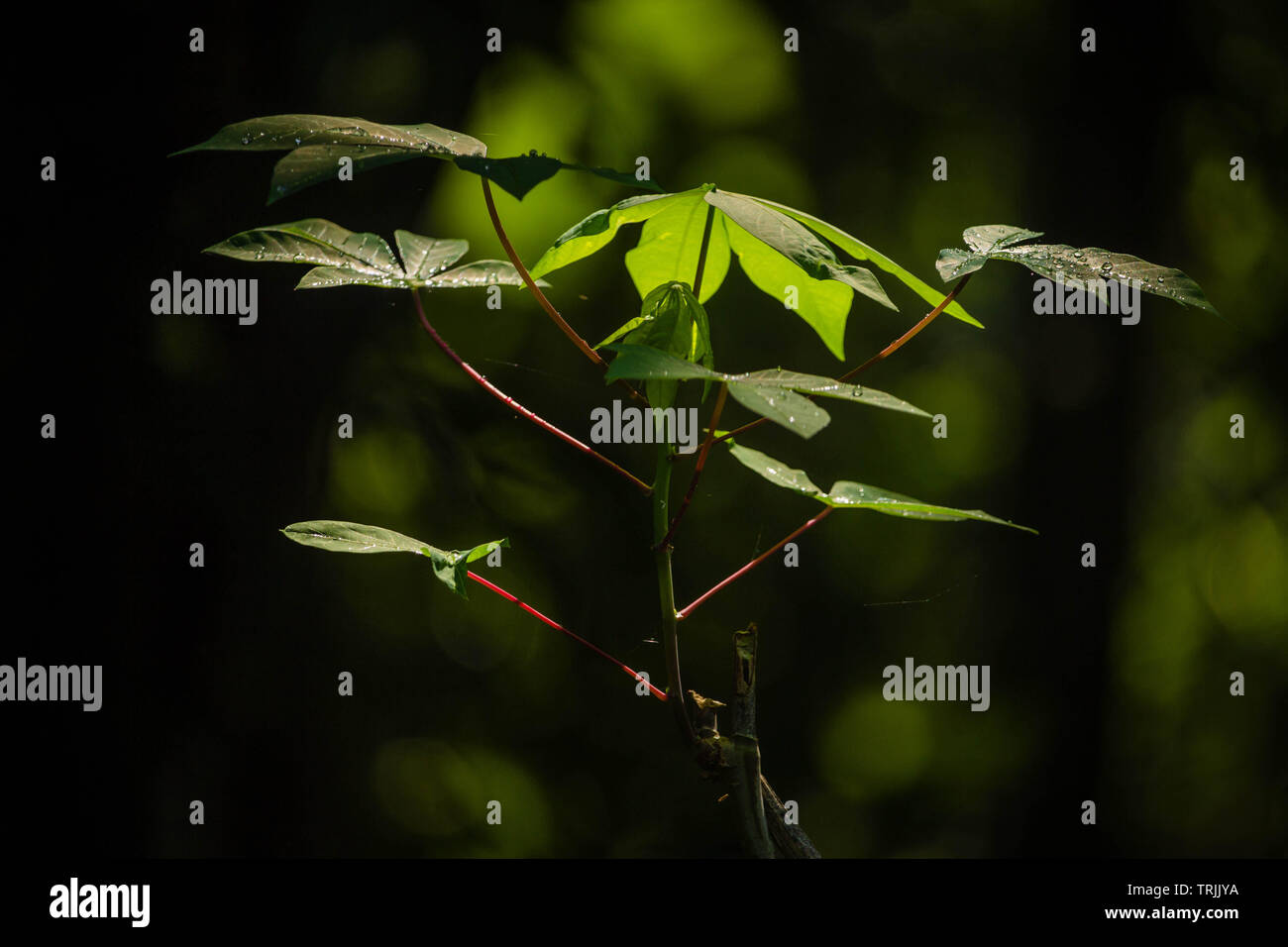 Cassava tapioca plant india hi-res stock photography and images - Alamy