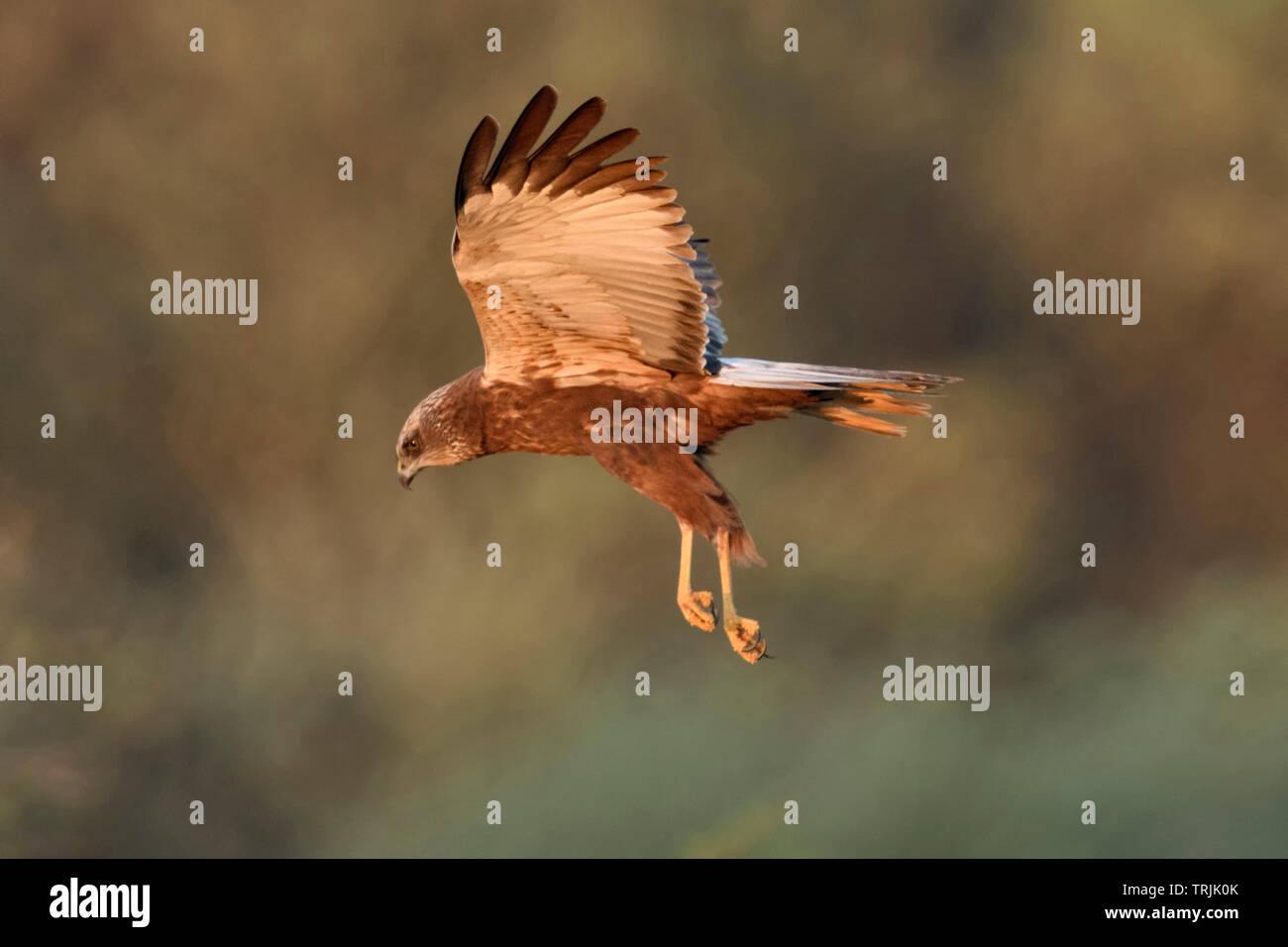 Marsh harriers hi-res stock photography and images - Alamy