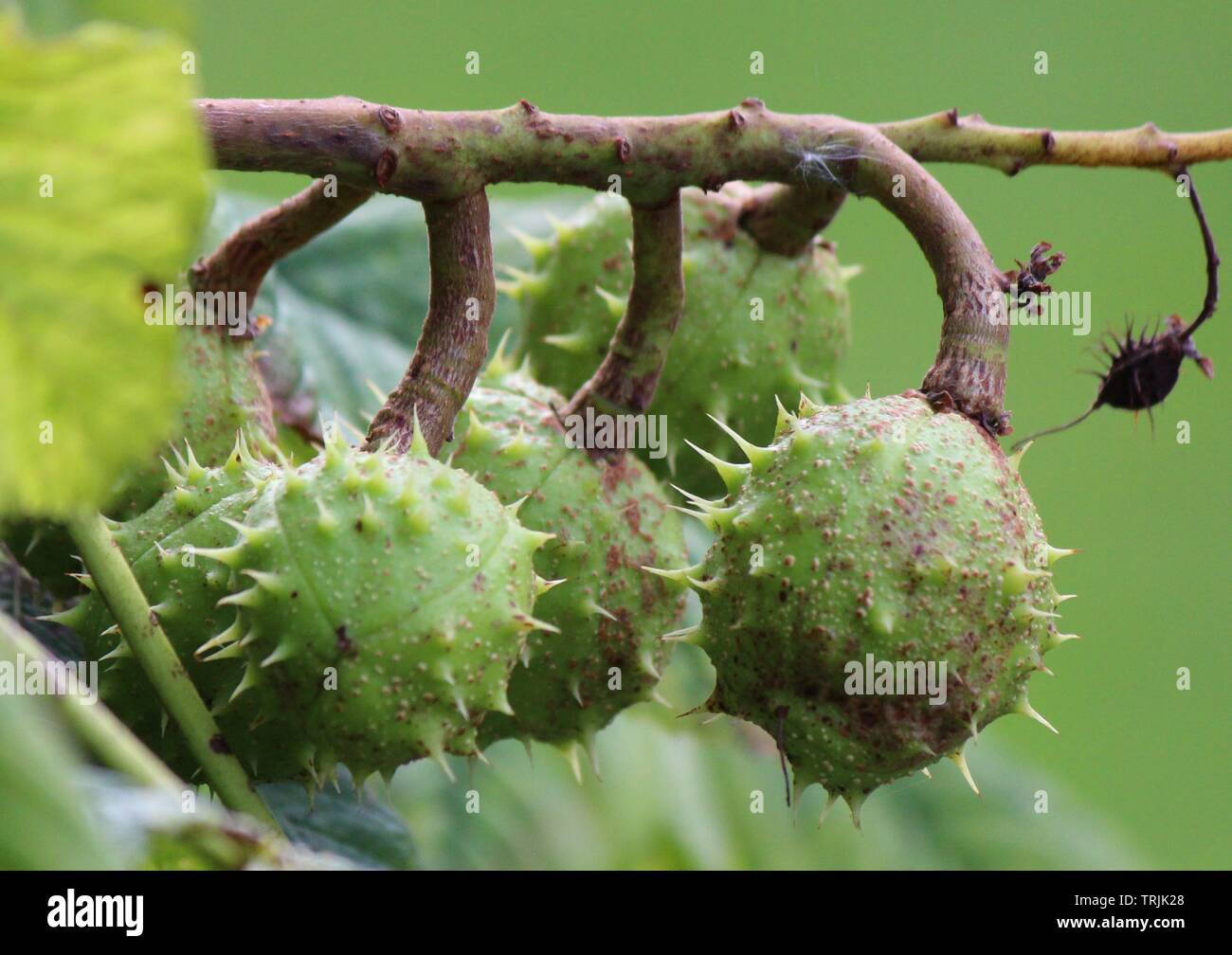 cluster of conkers on tree kirstall abbey yorkshire Stock Photo - Alamy