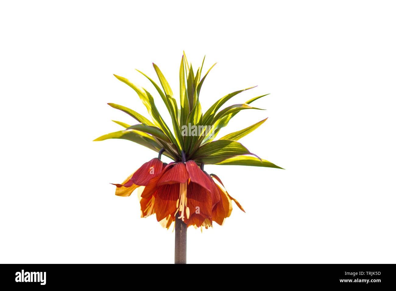 Turkish mountains in the skirts of the opposite lilies. Inverted lilies ...