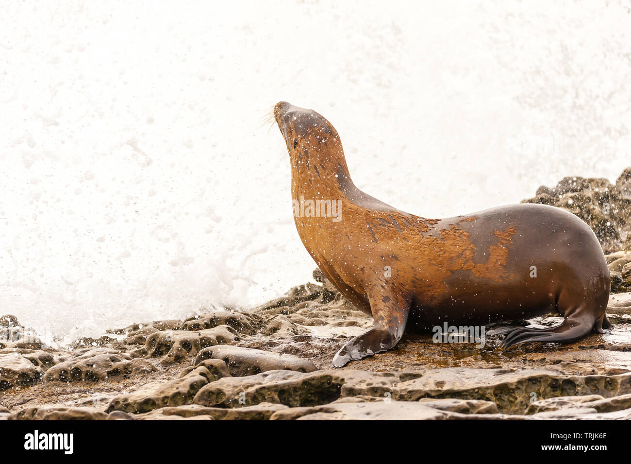 Sea lion being splashed by the waves on the beach at La Jolla Cove in ...