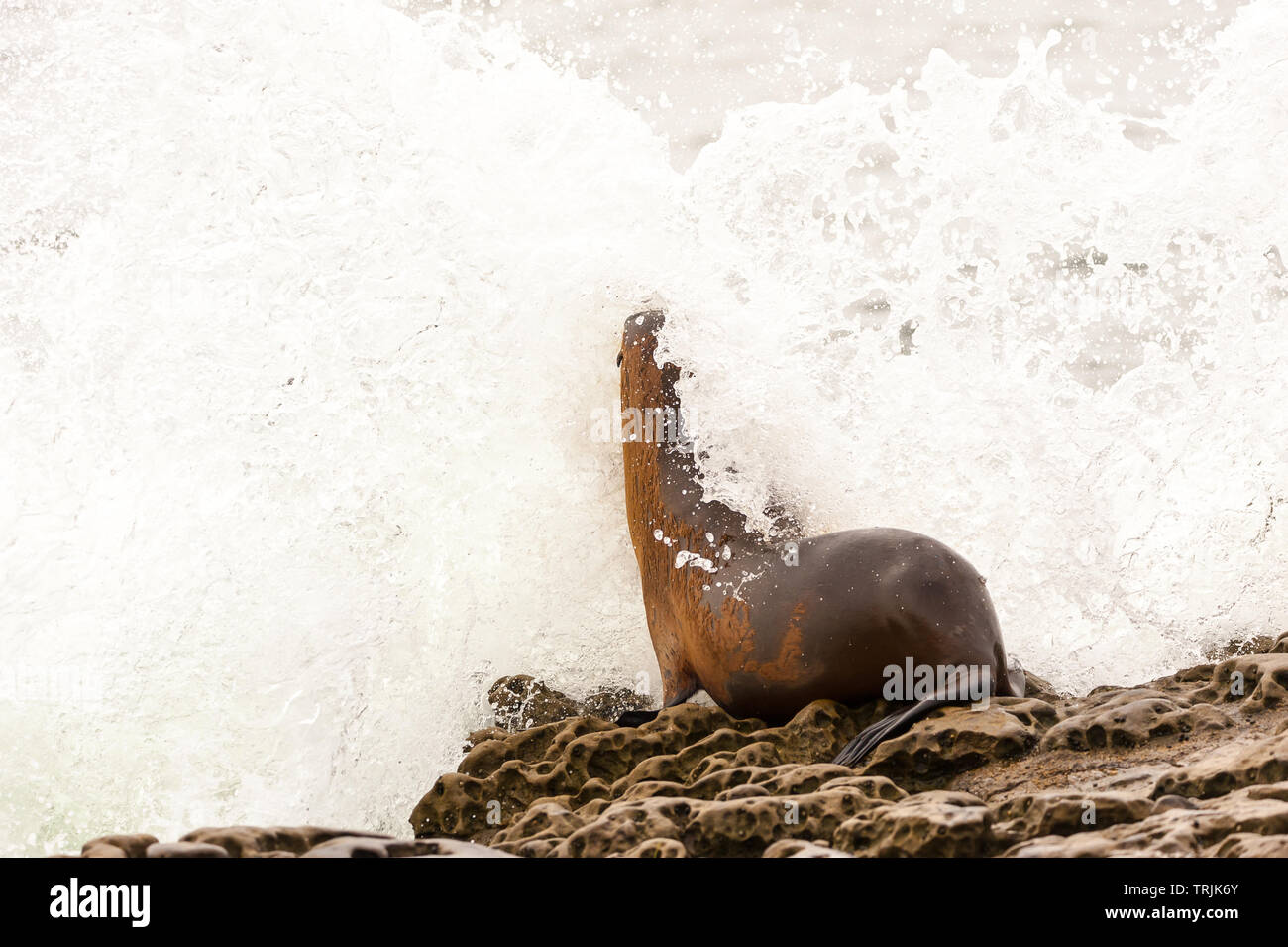 Sea lion being splashed by the waves on the beach at La Jolla Cove in ...