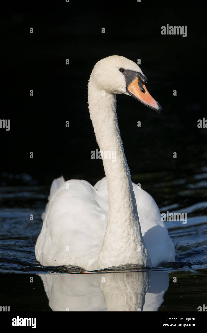 Swan front view hi-res stock photography and images - Alamy
