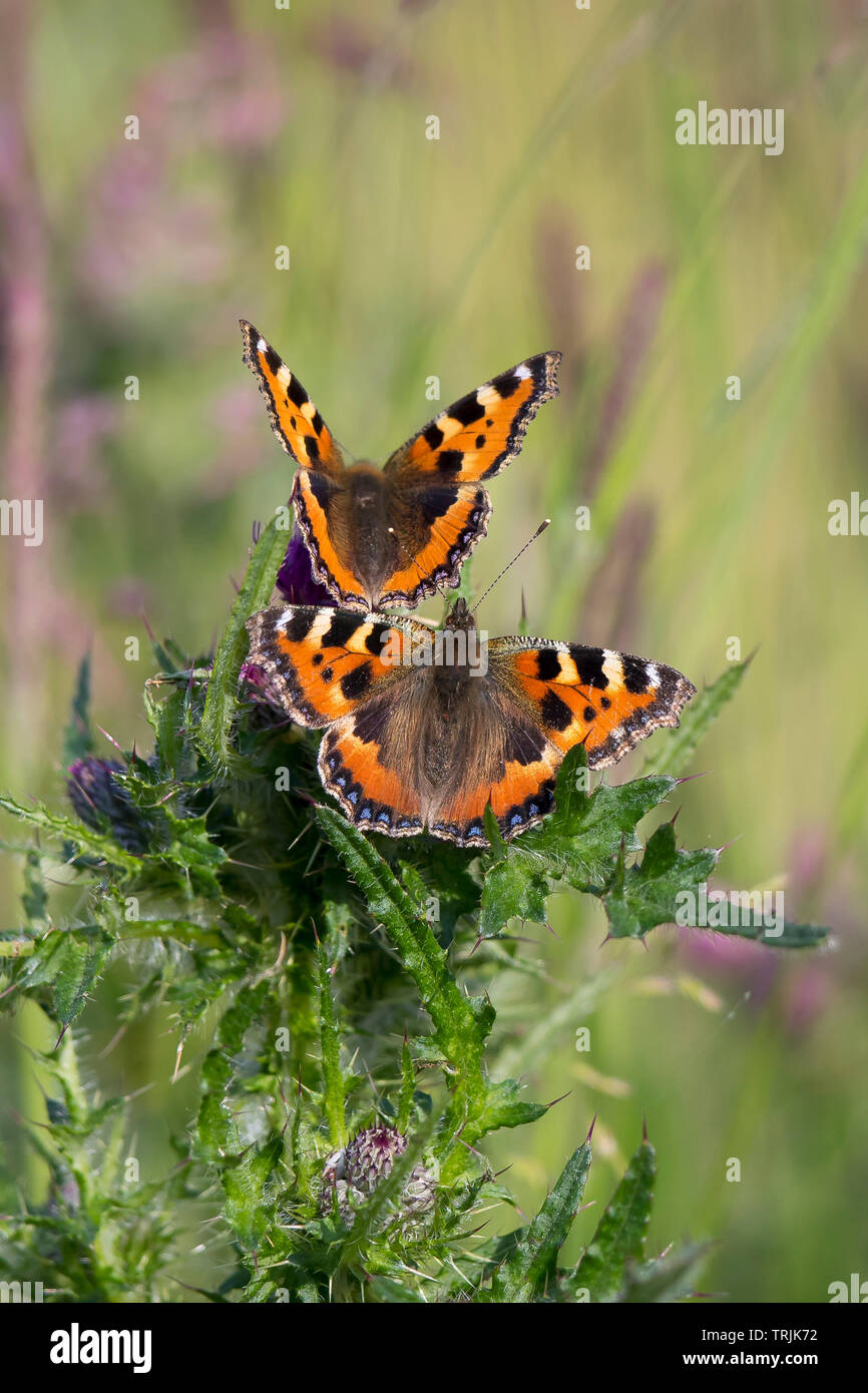 British Butterflies Insects High Resolution Stock Photography and ...