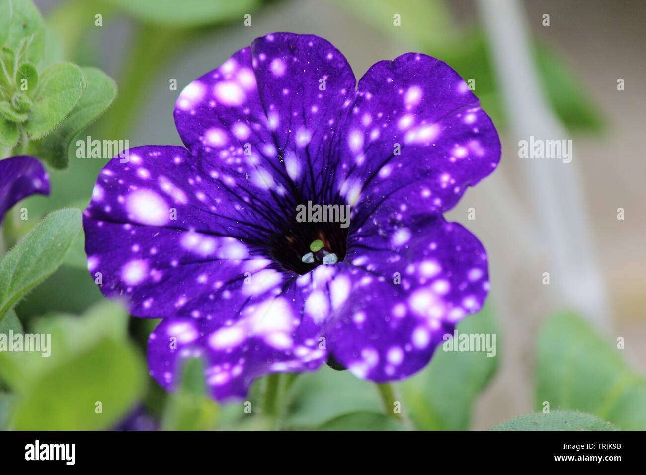 petunia night sky Stock Photo - Alamy