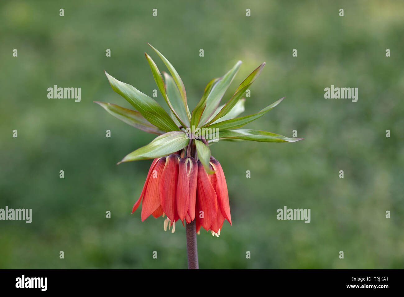 Turkish mountains in the skirts of the opposite lilies. Inverted lilies ...