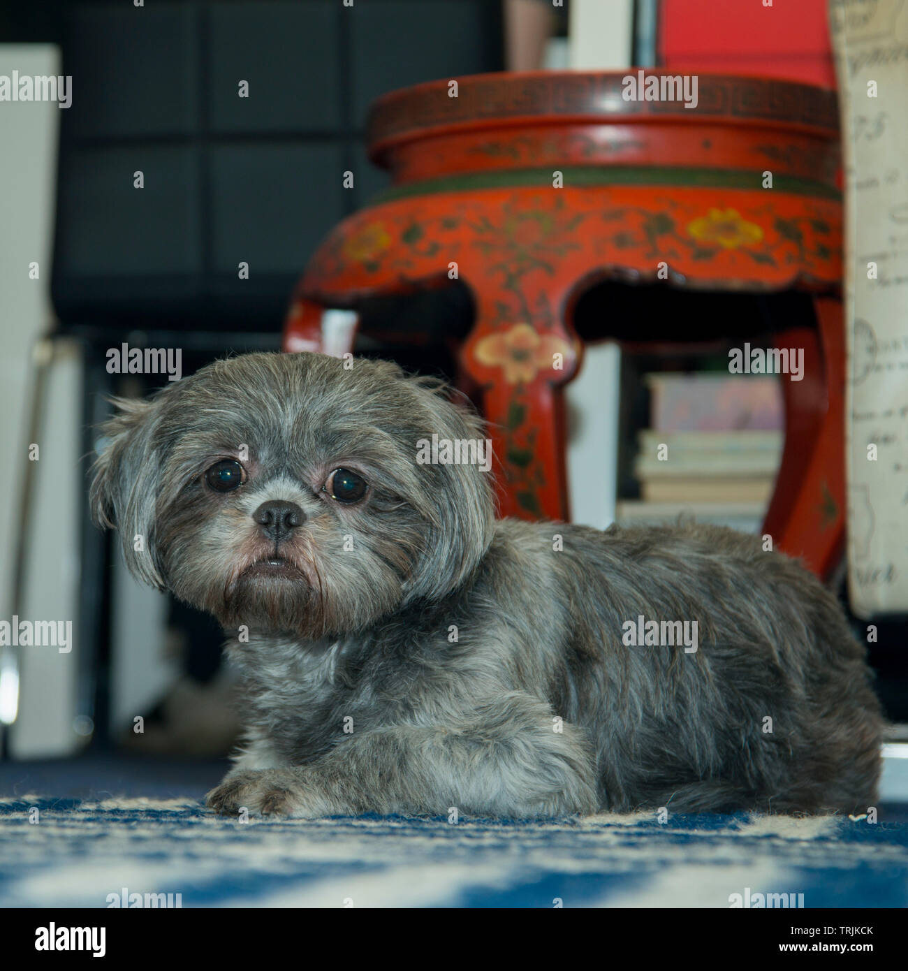 Gray Shih Tzu Puppies