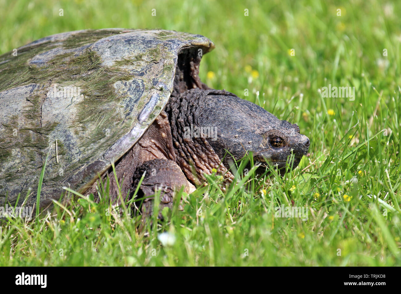 Snapping turtle head close up hi-res stock photography and images - Alamy