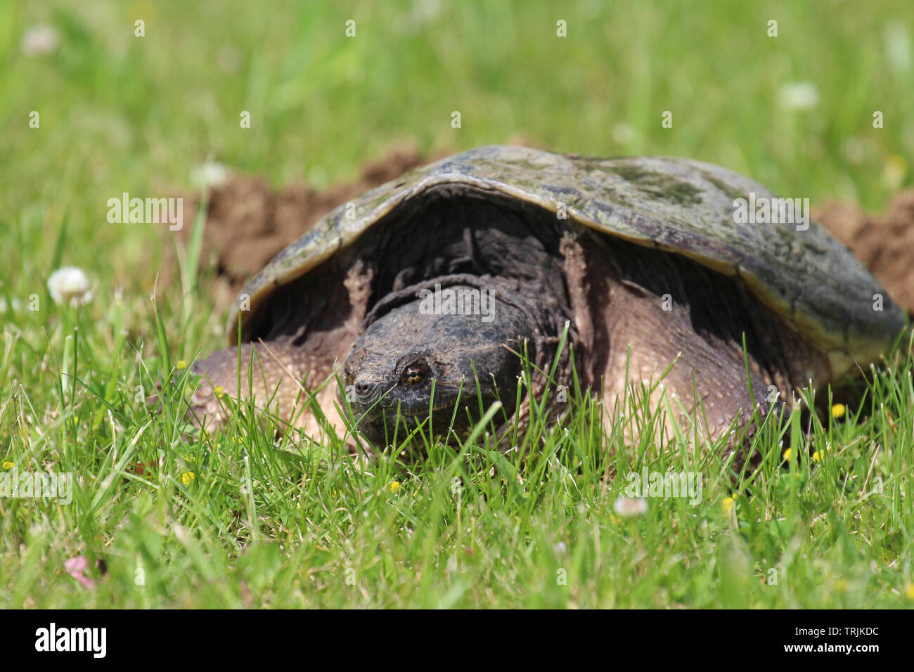 Snapping turtle head close up hi-res stock photography and images - Alamy