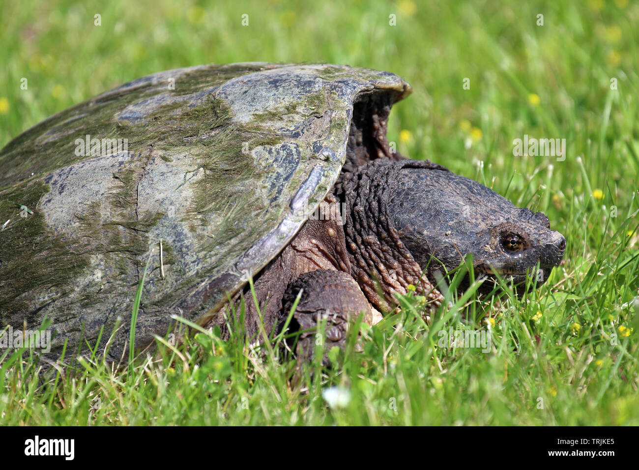 Side view snapping turtle head hi-res stock photography and images - Alamy