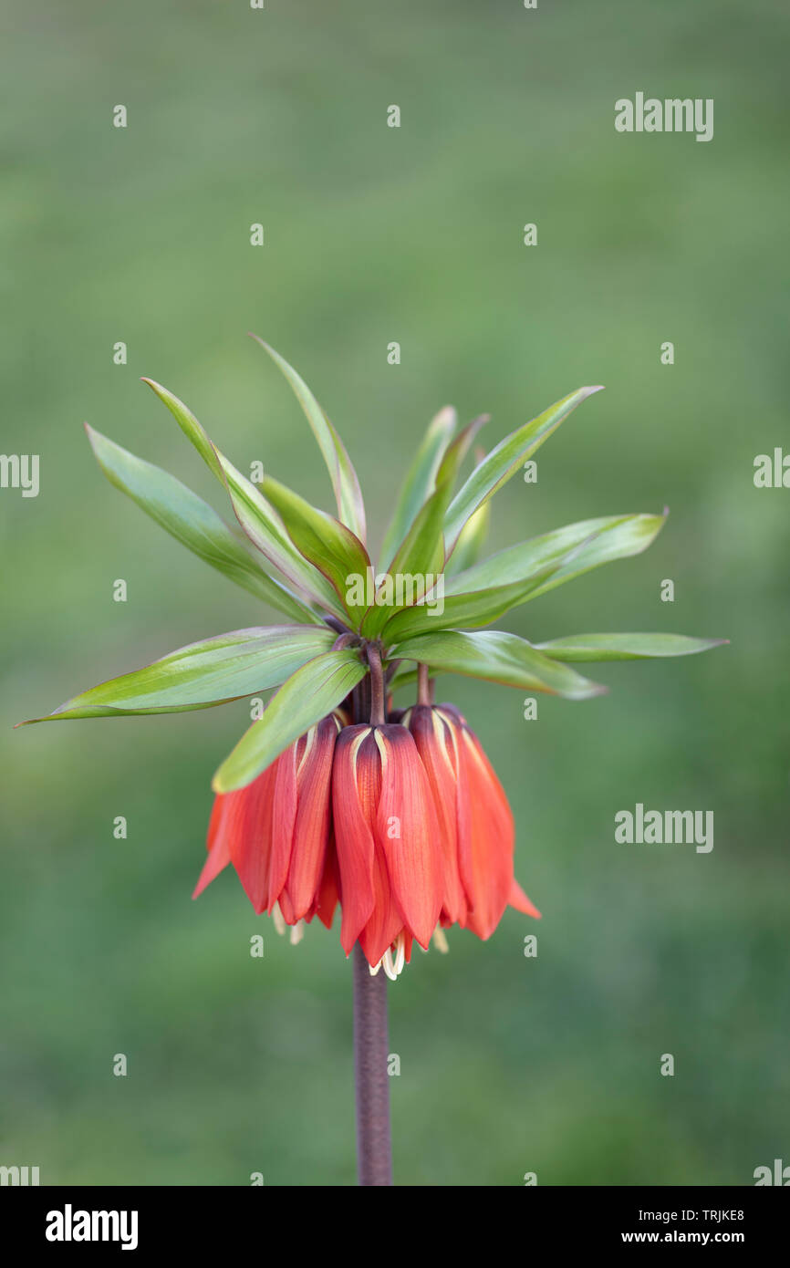 Turkish mountains in the skirts of the opposite lilies. Inverted lilies ...
