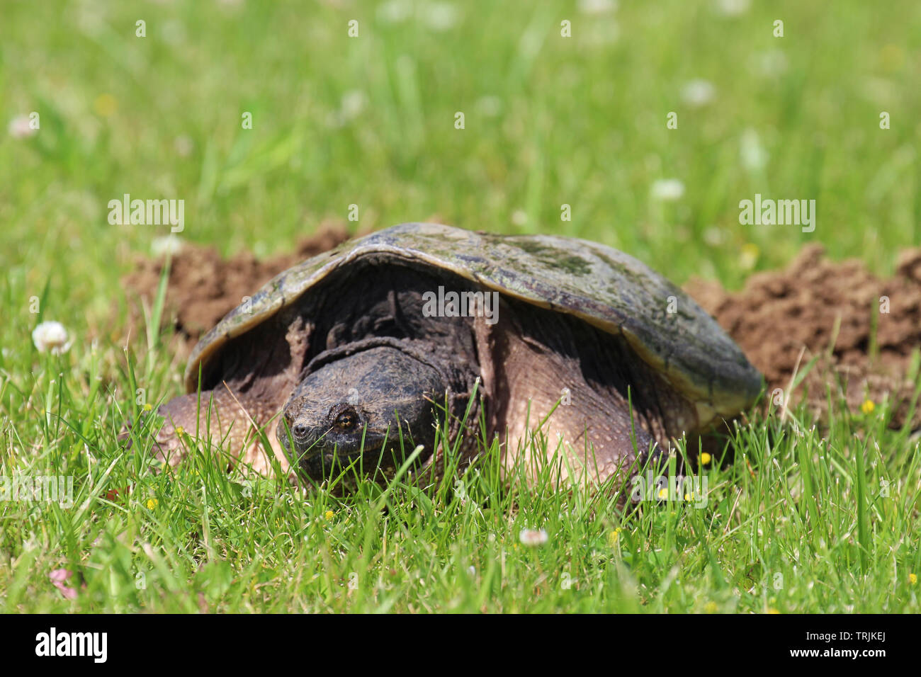 Close up, front view, of a large Common Snapping Turtle laying in the ...