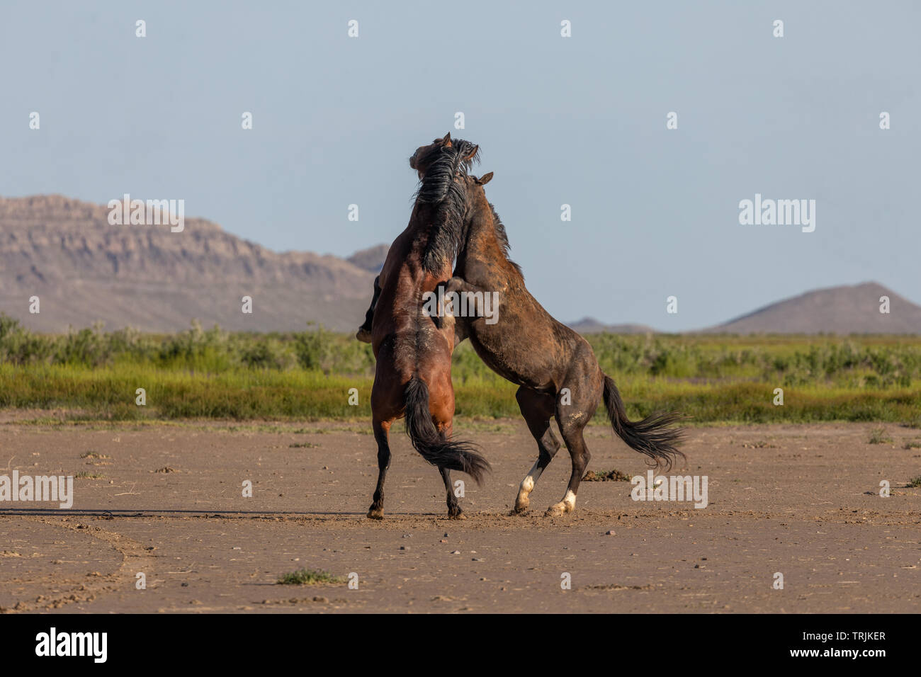 Wild Horse Stallions Fighting Stock Photo - Alamy
