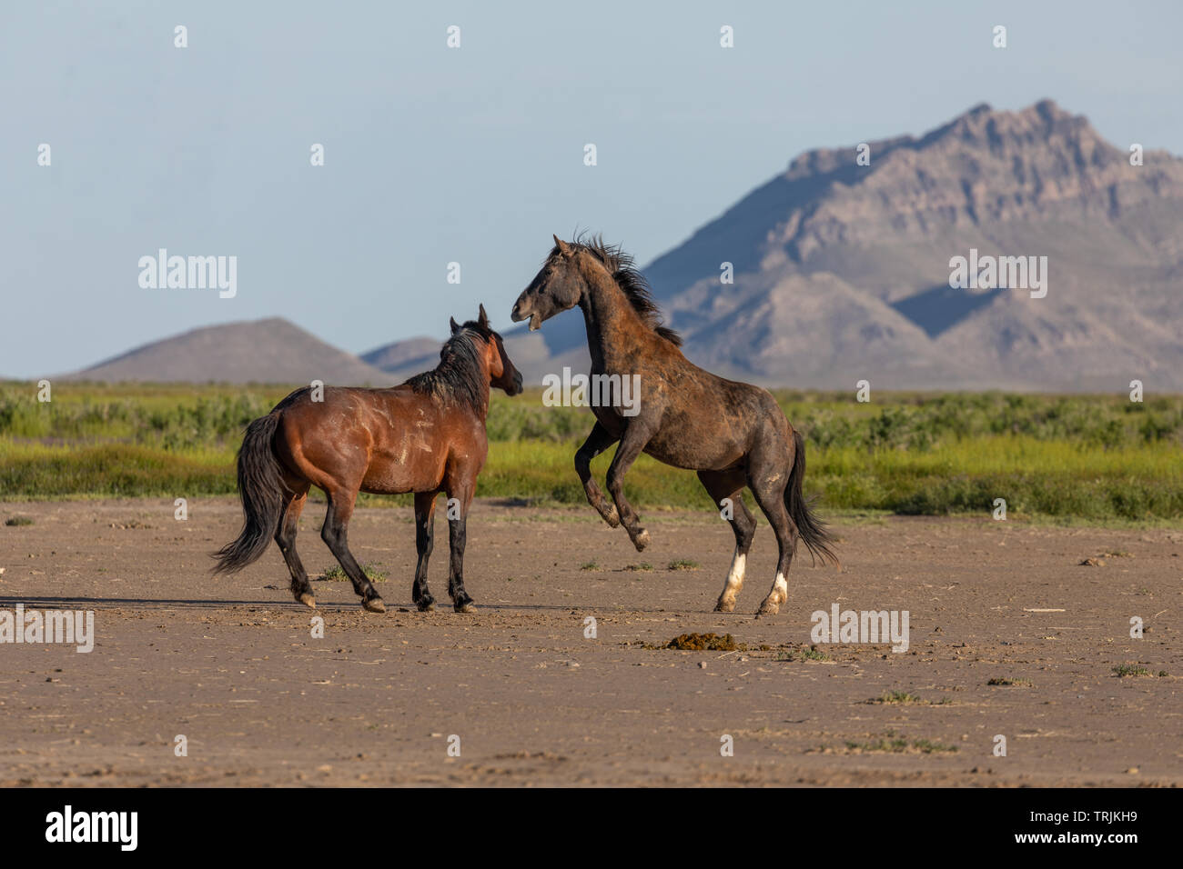 Stallions High Resolution Stock Photography and Images - Alamy