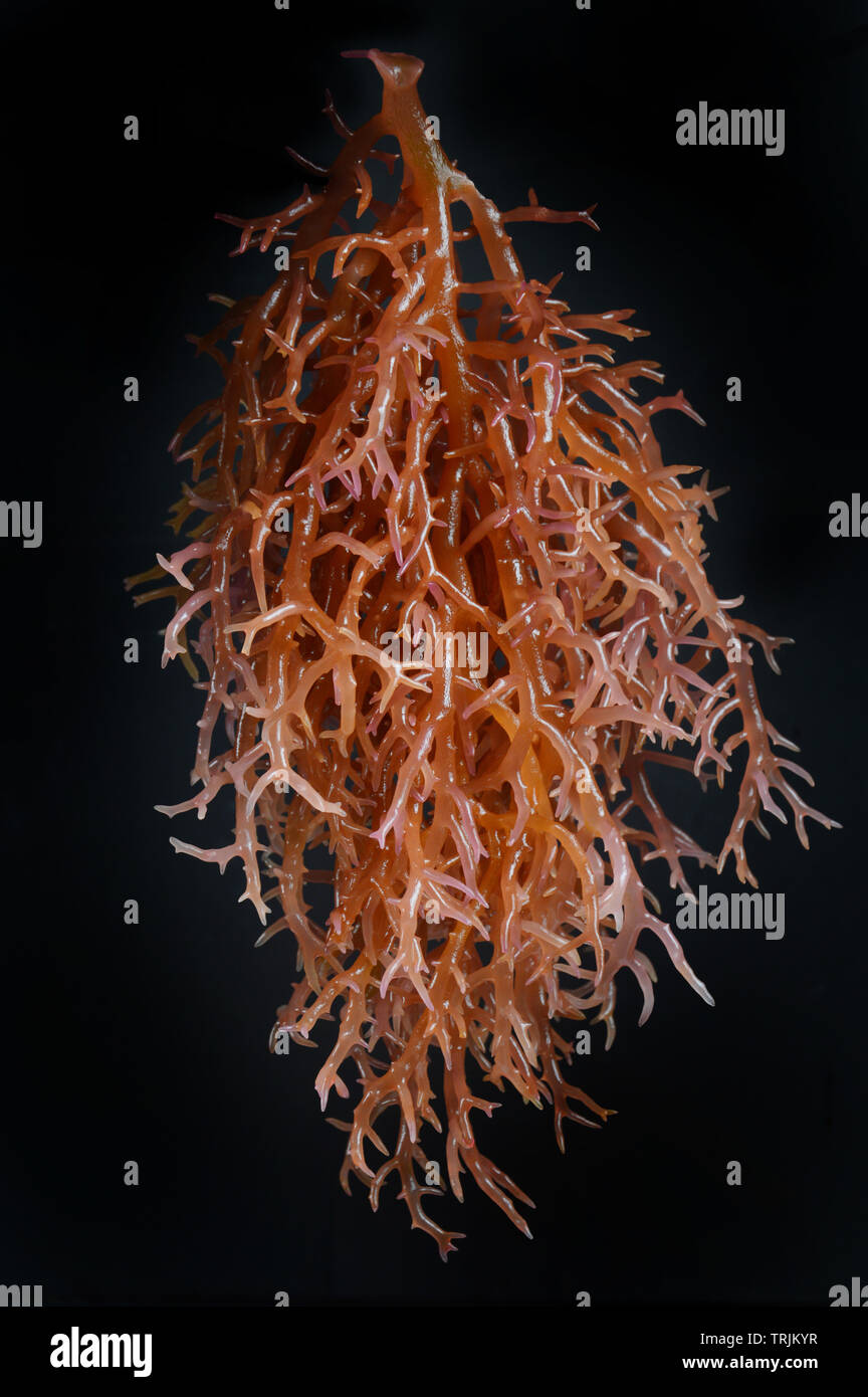 fresh brown seaweed isolated on black background Stock Photo - Alamy