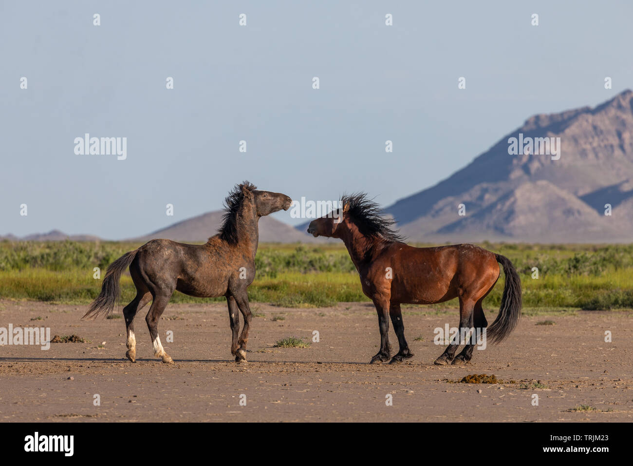 Stallions High Resolution Stock Photography and Images - Alamy