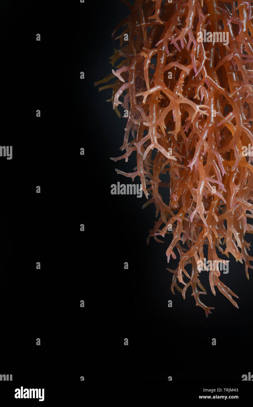 fresh brown seaweed isolated on black background Stock Photo - Alamy