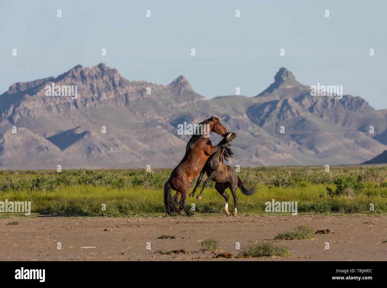 Wild Horse Stallions Fighting Stock Photo - Alamy