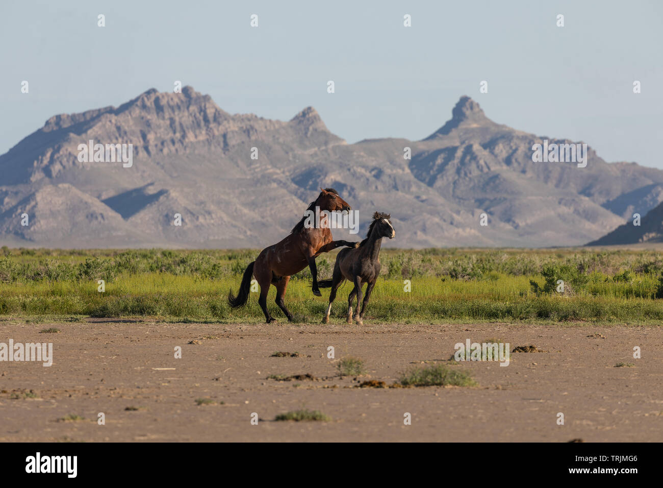 Wild Horse Stallions Fighting Stock Photo - Alamy