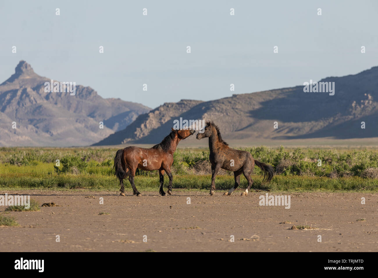 Stallions High Resolution Stock Photography and Images - Alamy