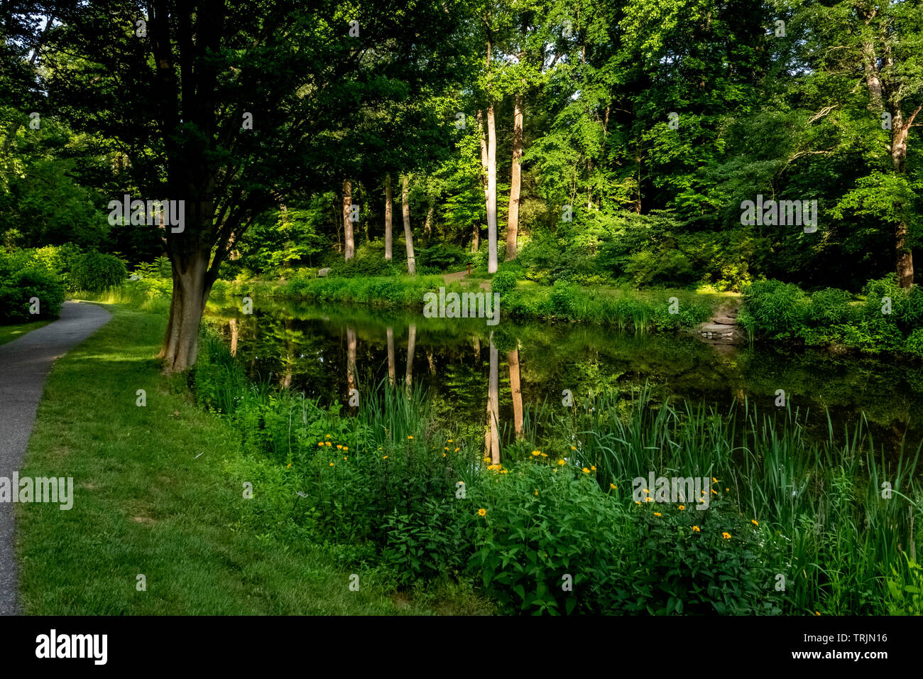 Reflections in the pond Stock Photo - Alamy
