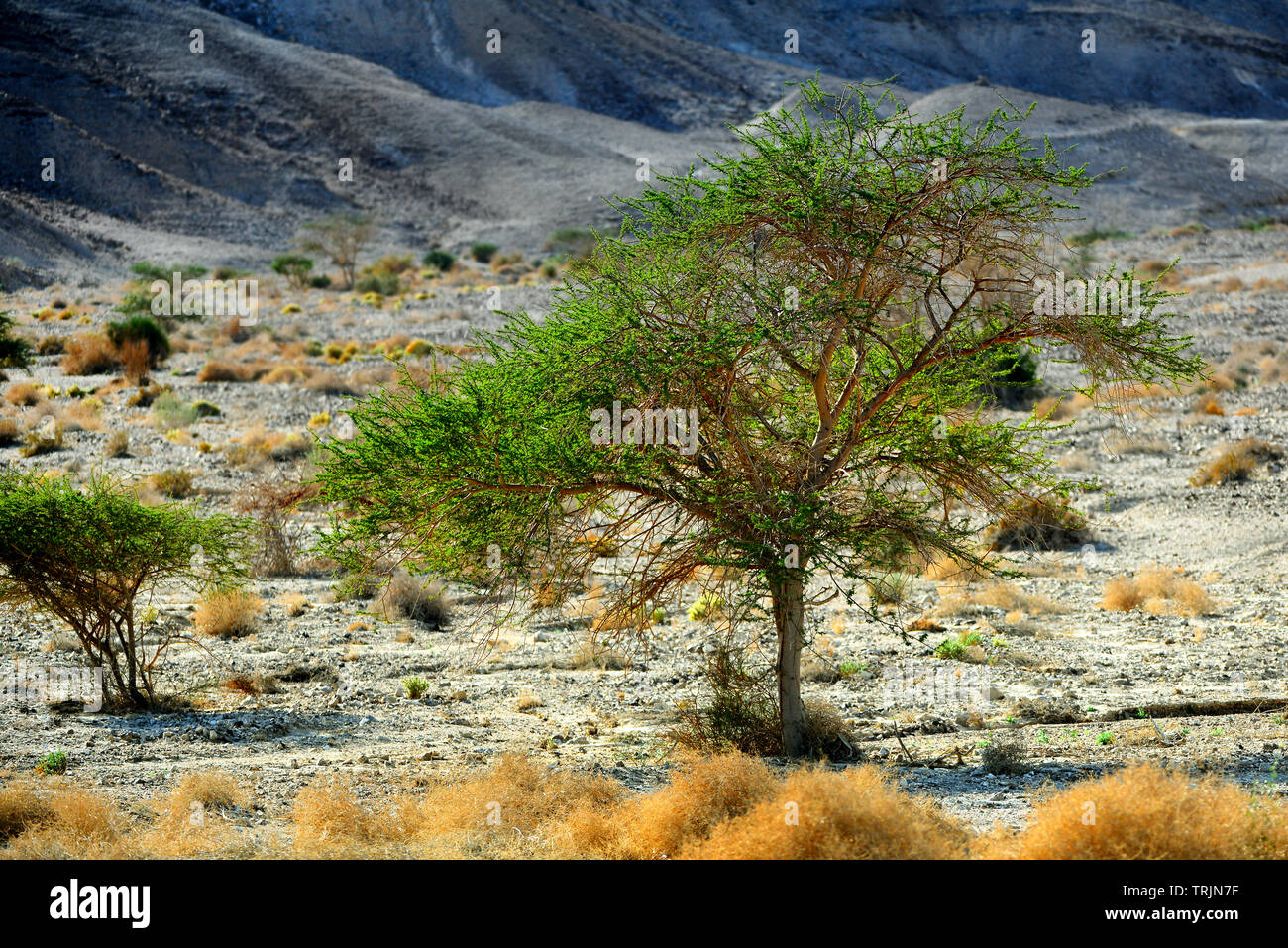 Live green tree in the hot Israeli desert Stock Photo - Alamy