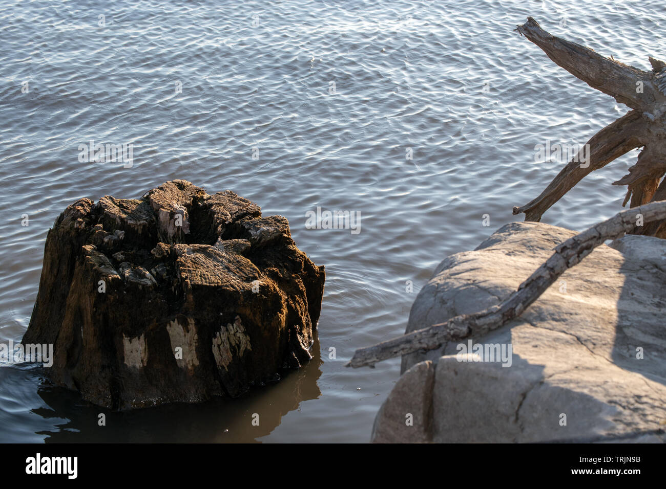Old branches, a big rock and a large tree stump makes an interesting ...