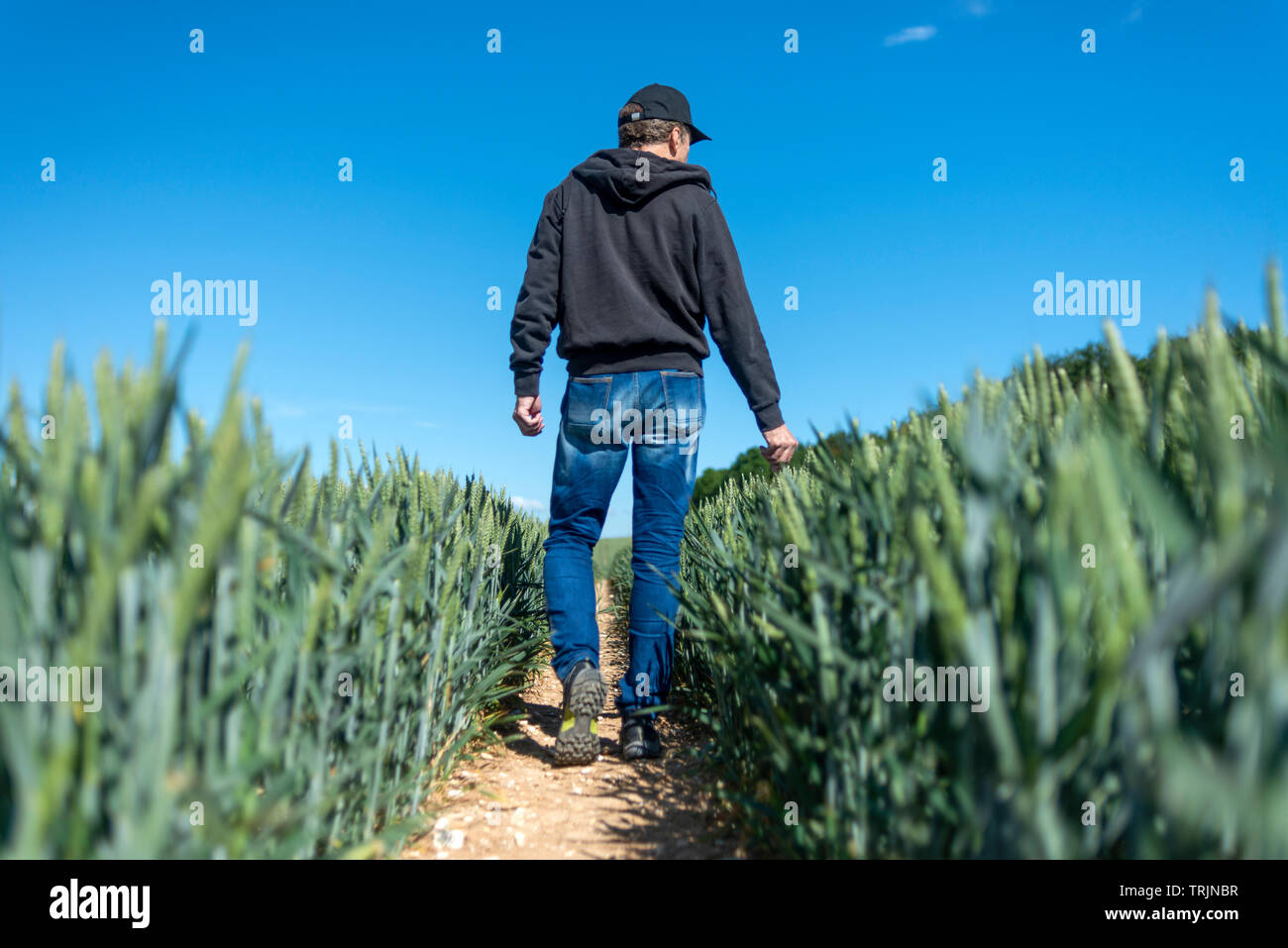back view of a farmer checking his field of wheat as it ripens, low ...